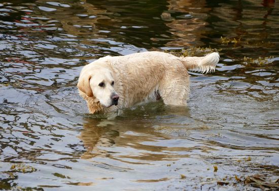 Holly Labrador Dog Enjoys Cooling Dip Editorial Stock Photo - Stock ...