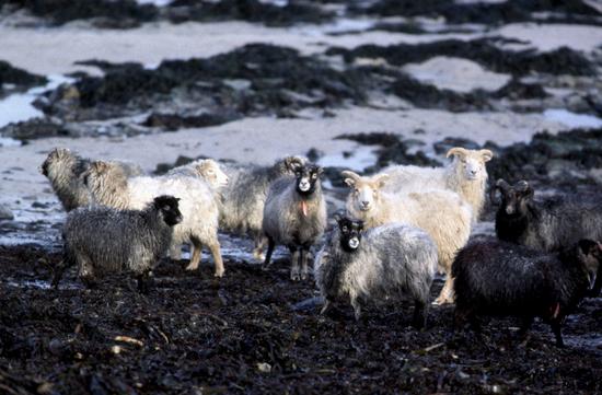 Sheep Eating Tangle Seaweed On North Editorial Stock Photo - Stock ...