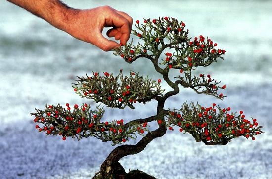 Pinching Out Bonsai Tree Will Help Editorial Stock Photo - Stock Image ...