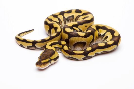 Royal Python Python Regius Tiger Phantom Editorial Stock Photo - Stock ...
