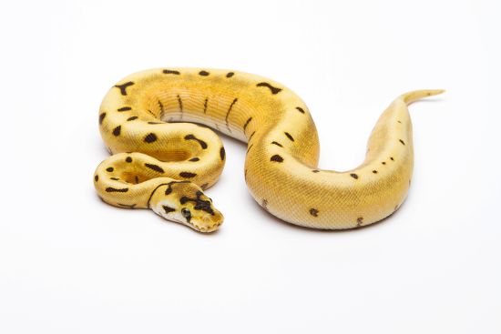 Royal Python Python Regius Tiger Spider Editorial Stock Photo - Stock ...