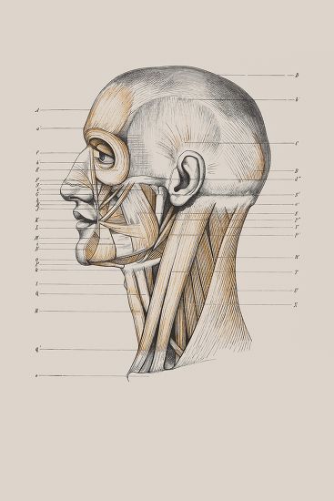 Skull Muscle Structure Anatomical Illustration Redaktionelles Stockfoto ...