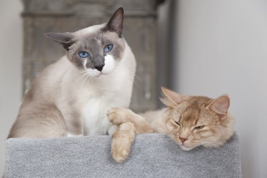 Two Tomcats Snowshoe Somali Breed Lying Editorial Stock Photo - Stock ...
