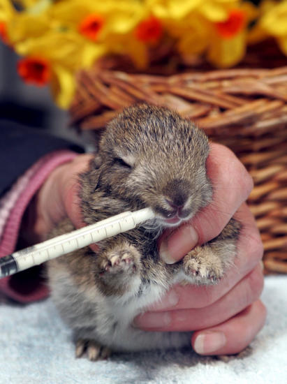 This Rabbit Discovered By Roadside After Editorial Stock Photo - Stock ...