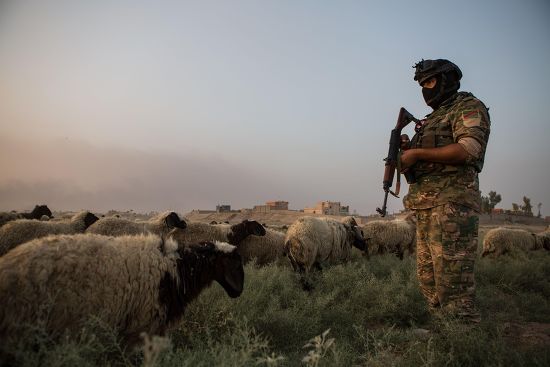 Armed Soldiers Field Sheep Editorial Stock Photo - Stock Image ...