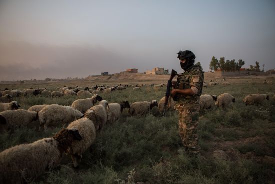 Armed Soldier Field Sheep Editorial Stock Photo - Stock Image ...