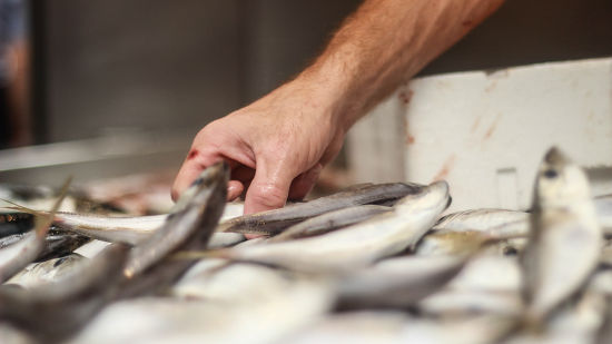 Taking Fish Cutting Board Editorial Stock Photo - Stock Image ...