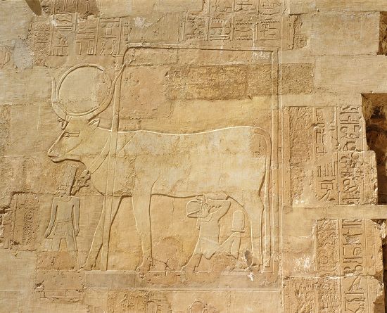 Cow Goddess Hathor Suckling Hatshepsut Relief Editorial Stock Photo ...