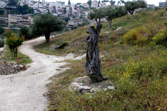 Olive Trees Nazareth Israel Editorial Stock Photo - Stock Image ...