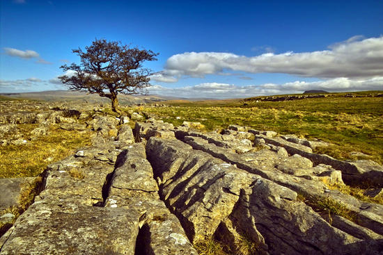 Limestone Pavement Tree Winskill North Yorkshire Editorial Stock Photo ...