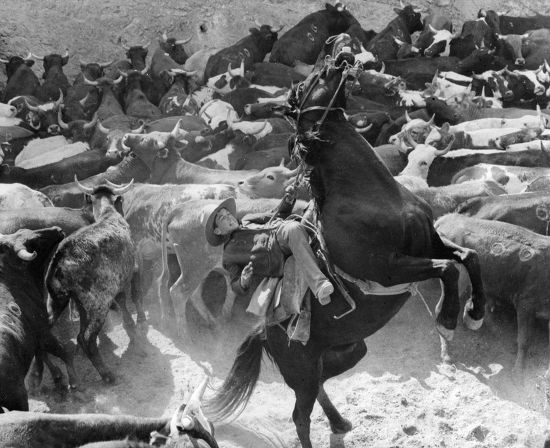 Steve Benedict Editorial Stock Photo - Stock Image | Shutterstock