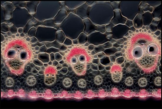 Papyrus Glyphs This Light Microscope Image - Foto de stock de contenido ...
