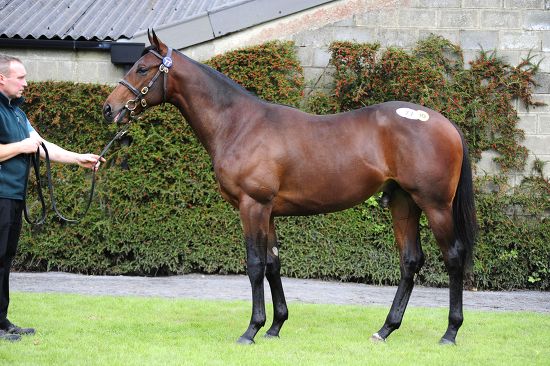 Tattersalls September Yearling Sales 77 Oasis Editorial Stock Photo ...