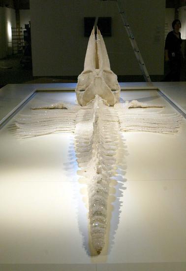 Minke Whale Immersed Saturated Alum Salt Editorial Stock Photo - Stock ...