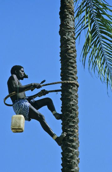 Man Climbing Coconut Tree Tap Palm Editorial Stock Photo - Stock Image ...