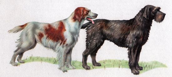 Dog Britanny Spaniel Wirehaired Pointing Griffon Editorial Stock Photo ...