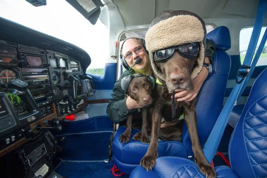 Graham Mountford His Dog Callie Right Editorial Stock Photo - Stock ...