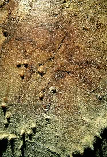 Bird Cave Painting Caves Arcy Burgundy Editorial Stock Photo - Stock ...
