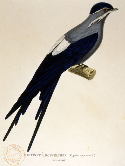 Moustached Treeswift Cypselus Mystaceus New Guinea Editorial Stock ...