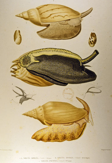 Molluscs New Zealand Illustration Atlas De Editorial Stock Photo ...
