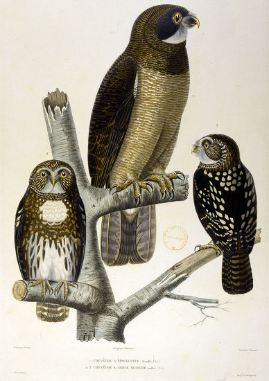 Little Owls 1 Red Shouldered 2 Editorial Stock Photo - Stock Image ...
