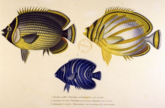 Mailed Ornate Butterflyfish Angelfish Tahiti New Editorial Stock Photo ...