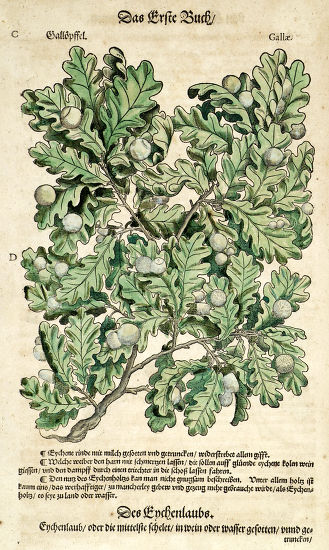 Oak Gall Gallae Botanical Drawing Taken Editorial Stock Photo - Stock ...