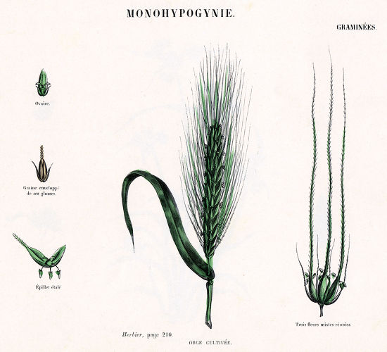 Cultivated Barley Botanical Drawing 1850 By Editorial Stock Photo ...