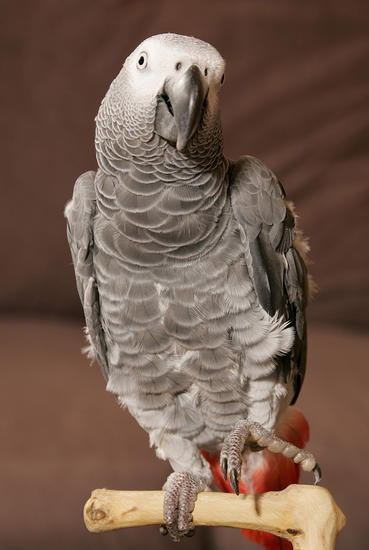 Gypsy African Gray Parrot Who Has Editorial Stock Photo - Stock Image ...