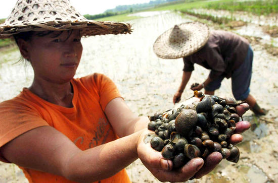 Villager Picks Amazonian Snails Paddy Field Editorial Stock Photo ...