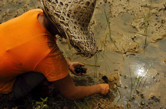 Villager Picks Amazonian Snails Paddy Field Editorial Stock Photo ...