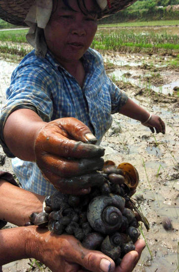 Villager Picks Amazonian Snails Paddy Field Editorial Stock Photo ...