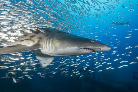 Sand Tiger Shark Swims Through Shoal Editorial Stock Photo - Stock ...