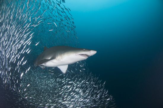 Sand Tiger Shark Swims Through Shoal Editorial Stock Photo - Stock ...
