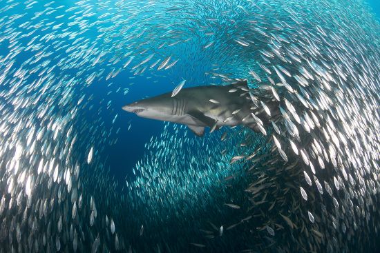 Sand Tiger Shark Swims Through Shoal Editorial Stock Photo - Stock ...