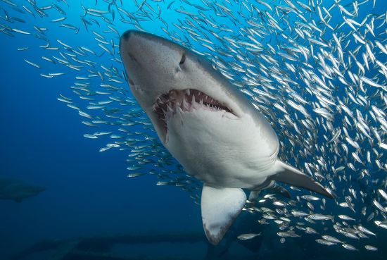 Sand Tiger Shark Swims Through Shoal Editorial Stock Photo - Stock ...