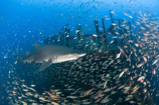 Sand Tiger Shark Swims Through Shoal Editorial Stock Photo - Stock ...