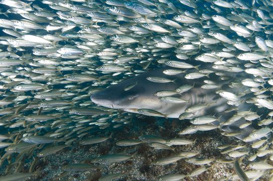 Sand Tiger Shark Swims Through Shoal Editorial Stock Photo - Stock ...