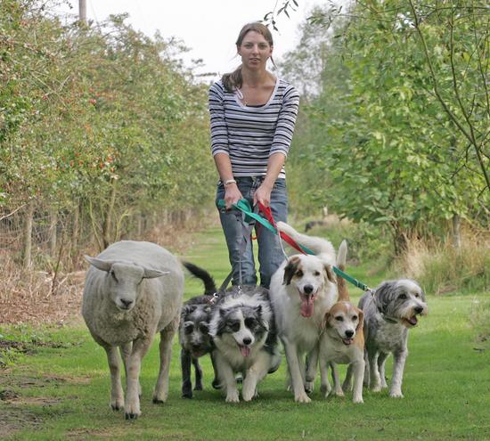 Billy Sheep Rescued Slaughter House After Editorial Stock Photo - Stock ...