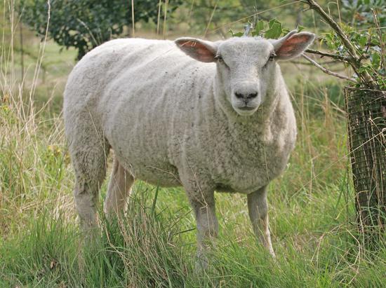 Billy Sheep Rescued Slaughter House After Editorial Stock Photo - Stock ...