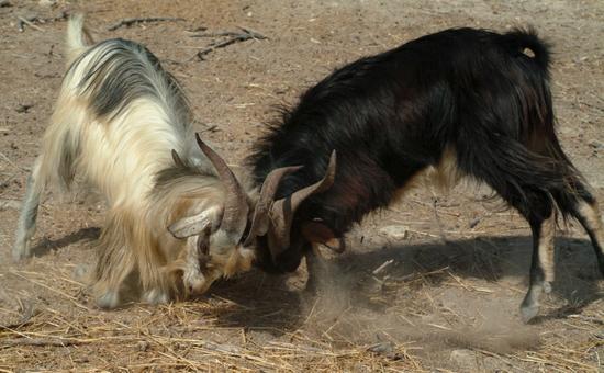 Two Male Goats Sparring Dominance This Editorial Stock Photo - Stock ...