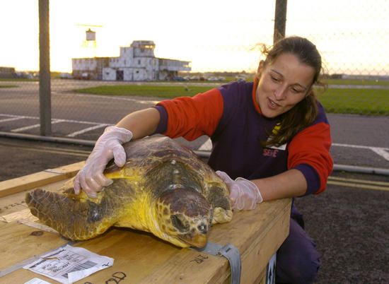 Marine Biologist Sarah Leaney Loggerhead Turtle Editorial Stock Photo ...