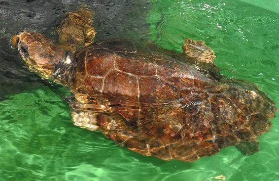 Male Loggerhead Turtle That Found Washed Editorial Stock Photo - Stock ...