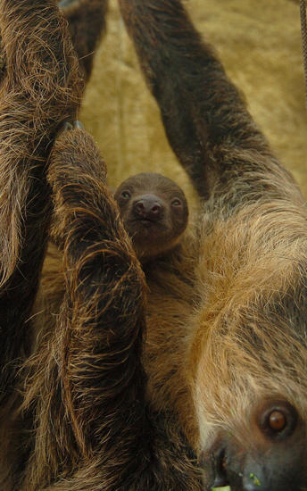 This Rare Sloth Newborn Clings On Editorial Stock Photo - Stock Image ...