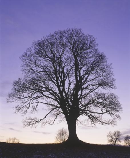 Silhouette Sycamore Tree Striling Scotland Britain Editorial Stock ...