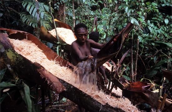 Korowai Women Sluice Sago Palm Pith Editorial Stock Photo - Stock Image ...