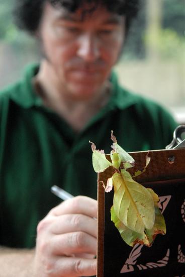 Mark Tansley Leaf Insect Malaysia London Editorial Stock Photo - Stock ...