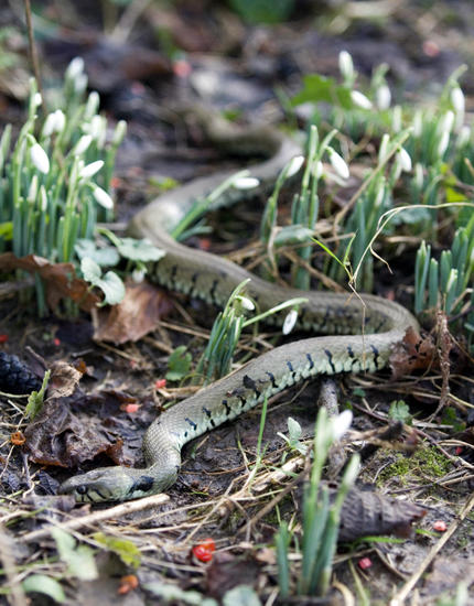 Why This Grass Snake Went Slithering Editorial Stock Photo - Stock ...
