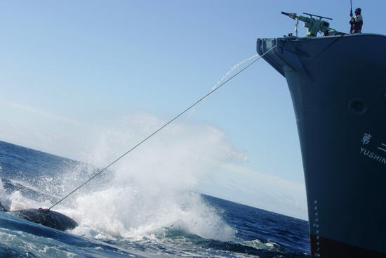 Harpooning Minke Whale By Yushin Maru Editorial Stock Photo - Stock ...