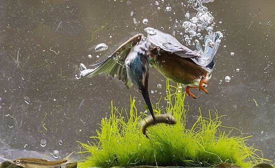 Kingfisher Diving Into Water Catch Fish Editorial Stock Photo - Stock ...